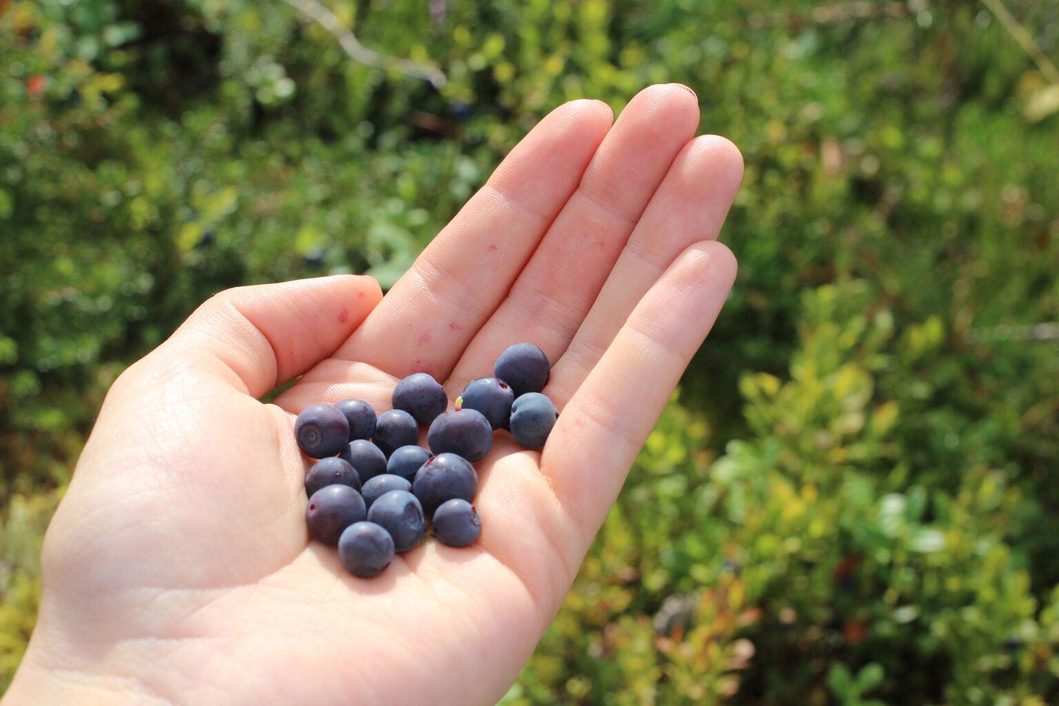 Paljakka | Matkailukeskus keskellä Suomea | Lomailuun ympäri vuoden.
